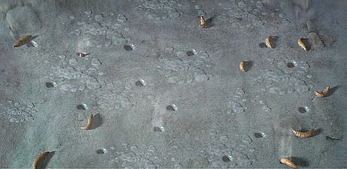 Djur - Teman | Star Trek Databas