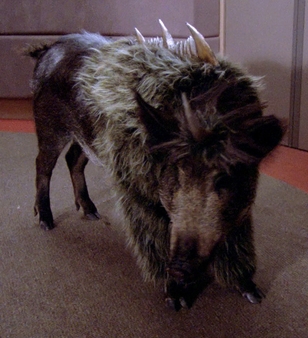 Djur - Teman | Star Trek Databas